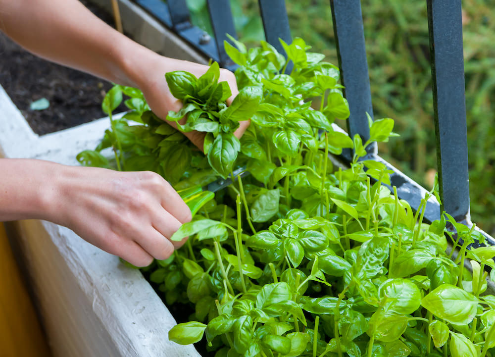 Mobile Herb Garden Adds Spice To Life